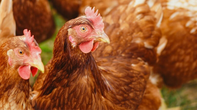 Agricultural Wastewater Treatment Systems | AST Bead Filters